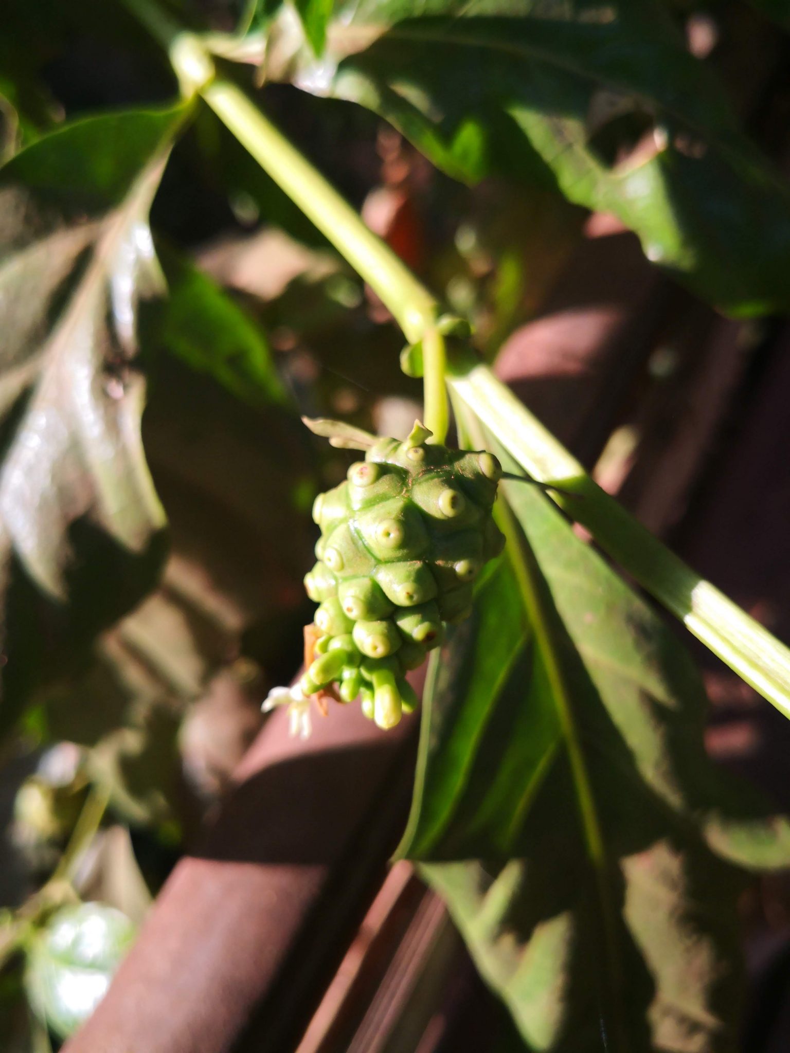 How to use the Noni tree and fruit - Dine With The Locals