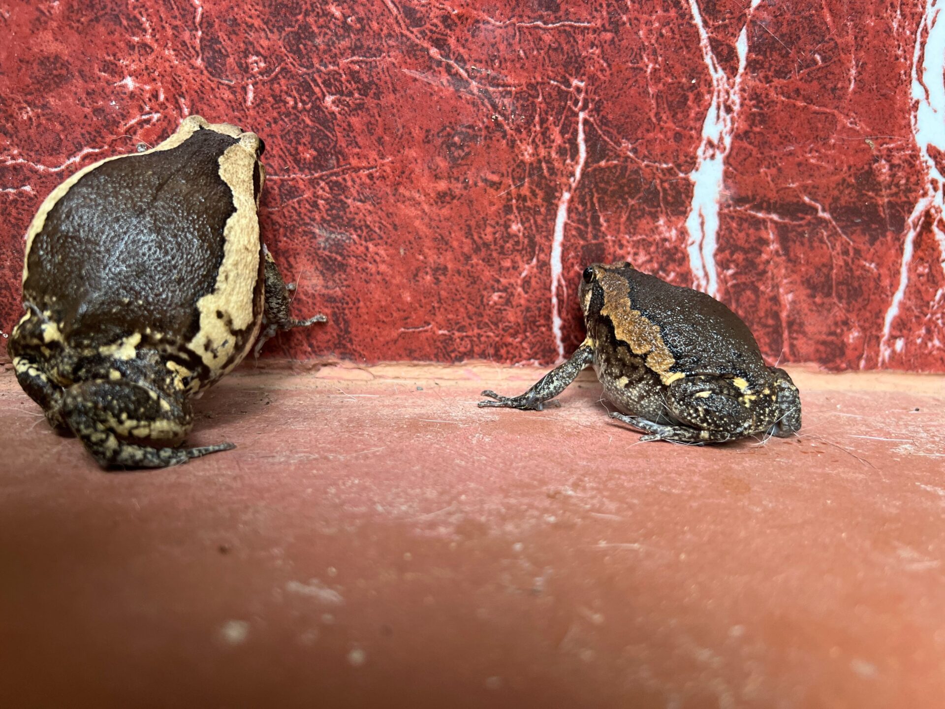Frogs in Cambodia: Not just great street food - Dine With The Locals